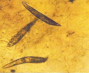 Services in Las Vegas, NV | Animal Allergy & Dermatology Specialists